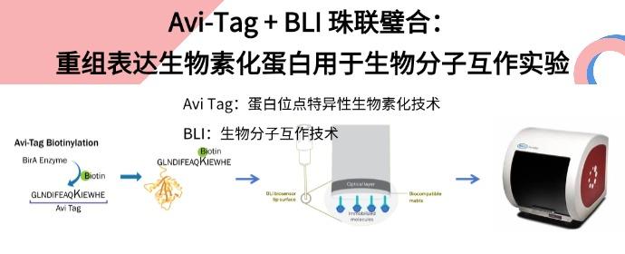 Avi-Tag+BLI 珠联璧合：重组表达生物素化蛋白用于生物分子互作实验 - 知乎