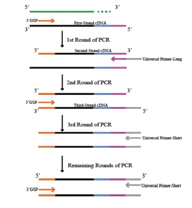 RACE技术怎么理解？ - 知乎