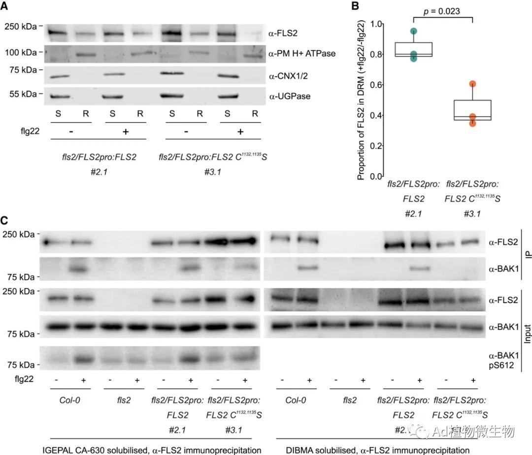 Current Biology | 研究揭示植物受体激酶的免疫信号传导机制 ！ - 知乎