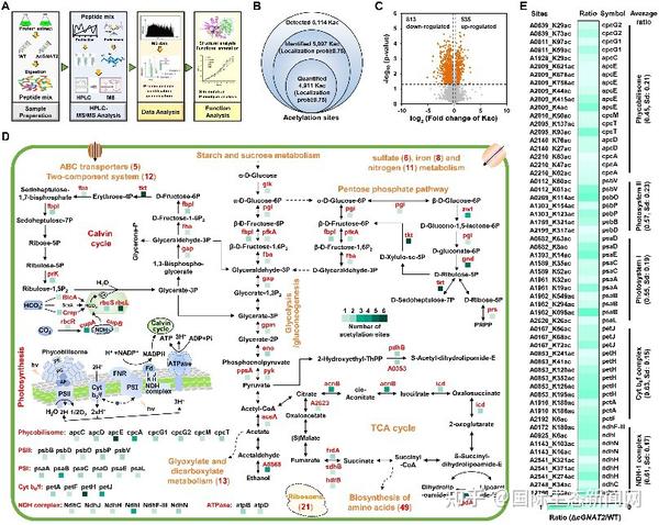水生所发现蓝细菌中首个乙酰转移酶并揭示其功能和分子作用机制 - 知乎
