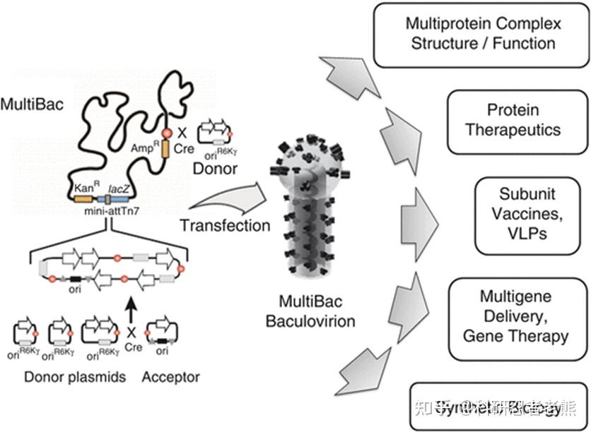 真核表达系统（第三弹）—昆虫杆状病毒表达系统 - 知乎