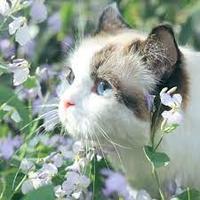 最详细的Triton基础教程第二课：矩阵乘法与NCU Debug - 知乎