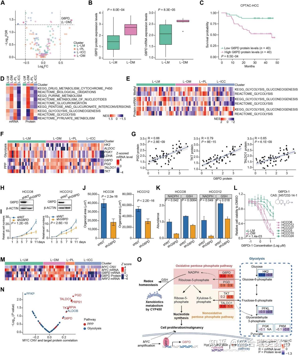 肝癌类器官药物蛋白质组学分析，肝癌研究与治疗的未来 - 知乎