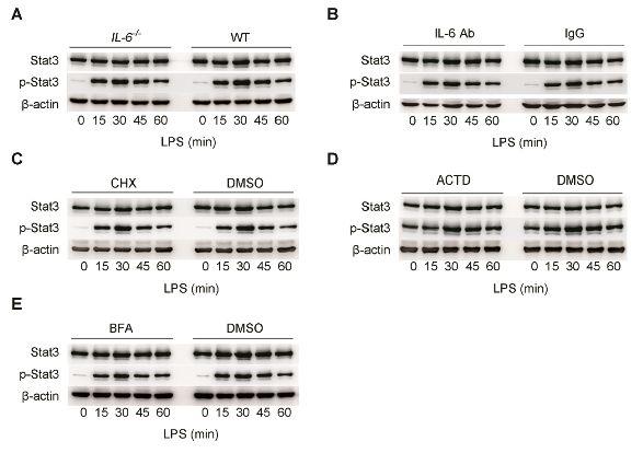 Elisabeth M Bik等质疑曹雪涛论文图片复用等不端行为的更新记录 - 知乎