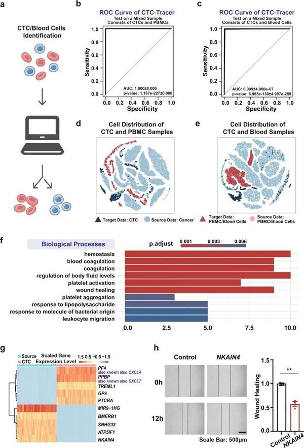 Nat Comm | 深度迁移学习通过循环肿瘤细胞进行病灶溯踪 - 知乎