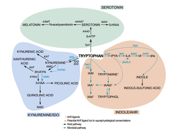 重磅综述丨Cell Host Microbe肠道菌群与色氨酸代谢 - 知乎