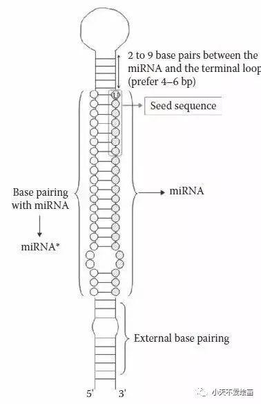 miRNA 从头预测 | miRDeep2基于pre-miRNA二级结构的预测 - 知乎