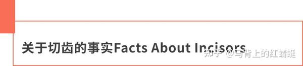 【科普】马牙齿的命名系统-Triadan Tooth Numbering System - 知乎