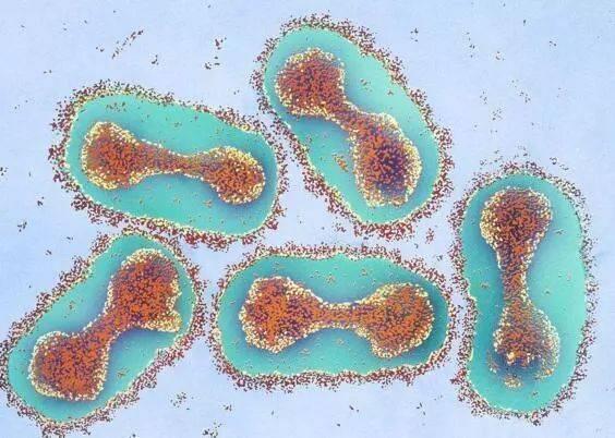 首个不限年龄天花治疗药物Tembexa(brincidofovir)获FDA批准 - 知乎