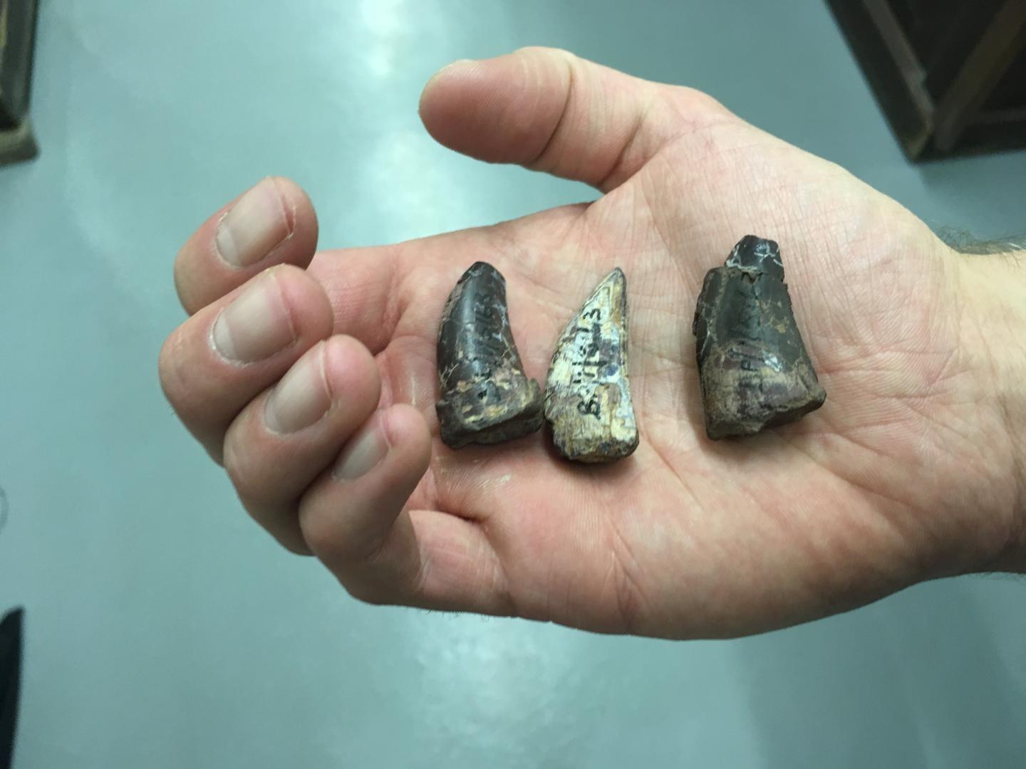 2.1亿年前南非的劳氏鳄类、重建古生物色彩的方法、霸王龙僵硬的头骨 | 古生物新闻 12 - 知乎