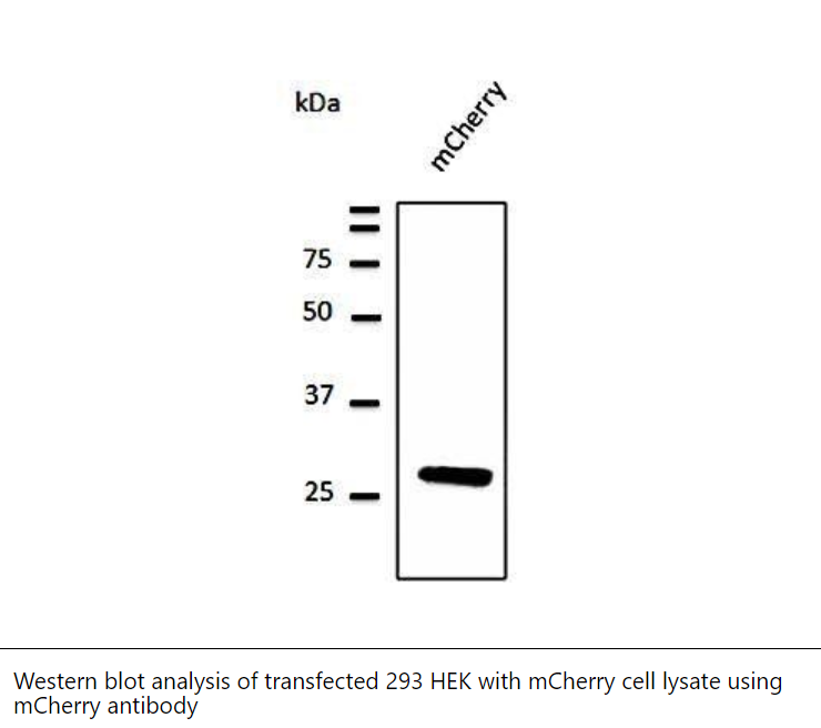 背景更低的红色荧光蛋白—mCherry - 知乎