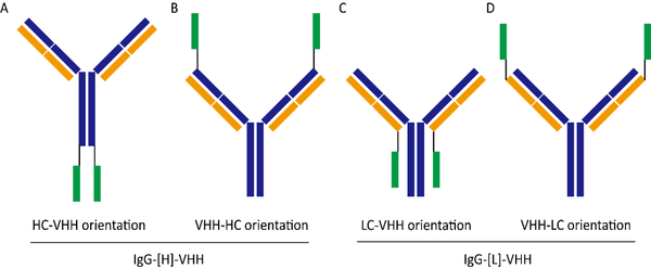 史上最简单的双抗Format：IgG-VHH - 知乎