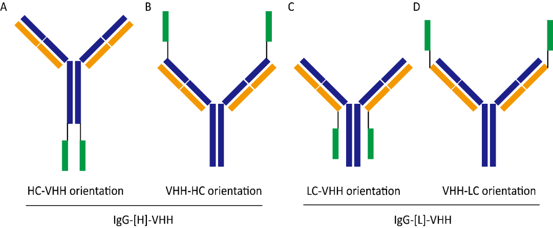 史上最简单的双抗Format：IgG-VHH - 知乎