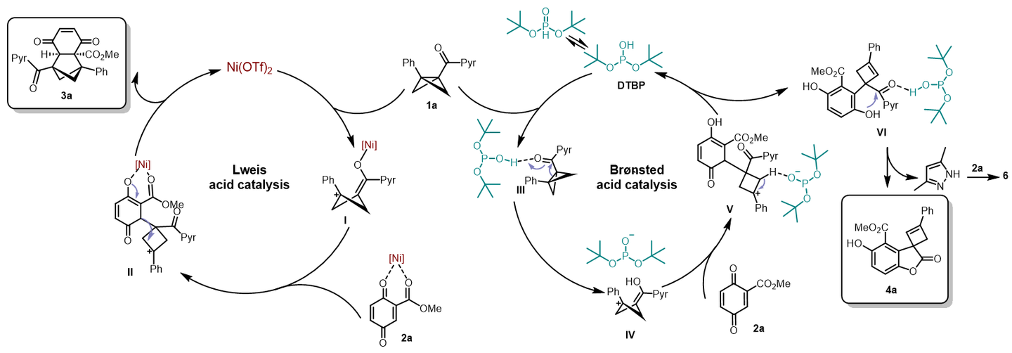兰州大学许鹏飞Org. Lett.：通过Lewis/Brønsted酸切换精确调控双环[1.1.0]丁烷（BCBs）反应位点构筑螺环和桥接骨架 ...