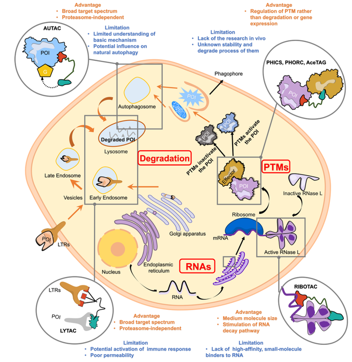 超越PROTAC——基于功能效应物的异功能分子设计 - 知乎