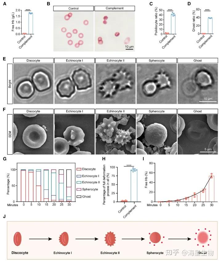 Cell(IF=45.5) HyCyte细胞助力科研—揭示NLRP3炎症小体介导溶血性细胞死亡新机制 - 知乎