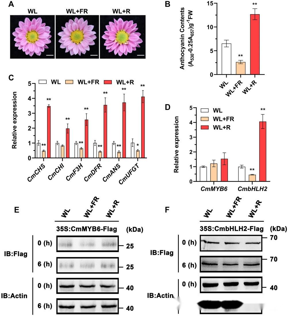 【Plant Physiol】转录因子CmbHLH16调控不同光照下菊花花瓣花青素稳态 - 知乎