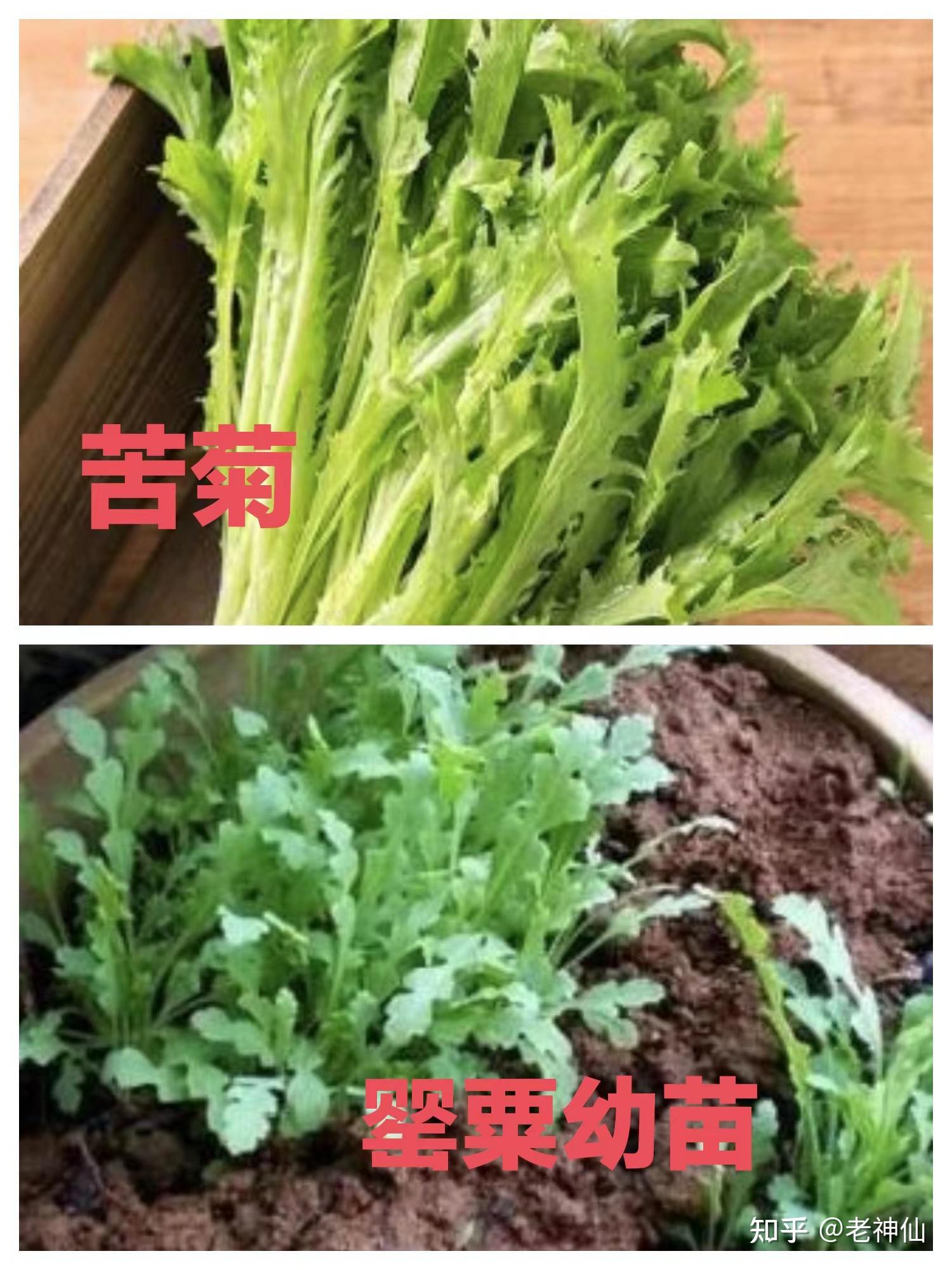 阳春三月，如何识别罂粟苗？ - 知乎