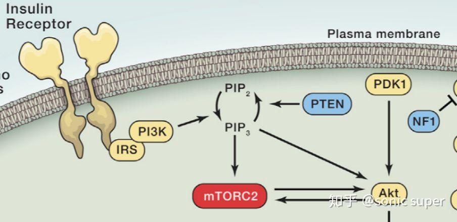 mTOR：一统抗衰老江湖的生长营养调节中枢 - 知乎