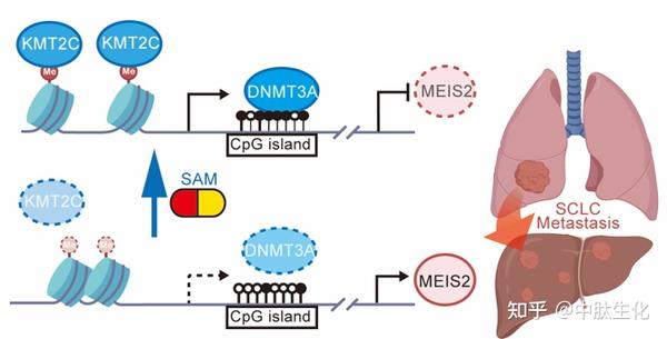 四川大学陈崇团队阐明表观遗传基因KMT2C缺失促进小细胞肺癌远端转移发生的分子机制 - 知乎