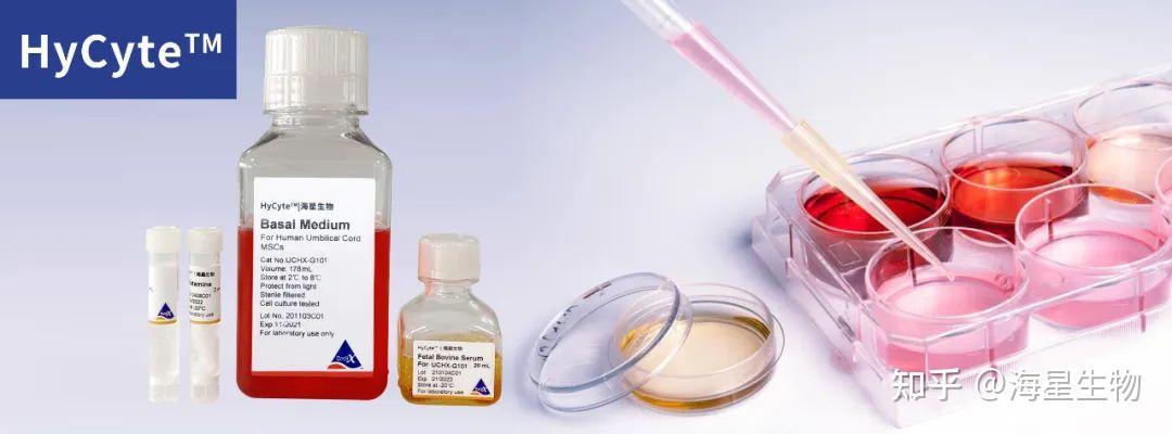 NK-92与NK-92MI培养注意要点 - 知乎