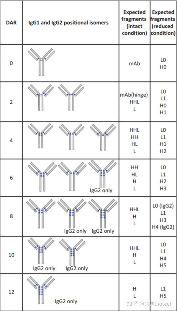 半胱氨酸偶联的IgG1/ IgG2抗体偶联药物(ADC)表征对比分析 - 知乎