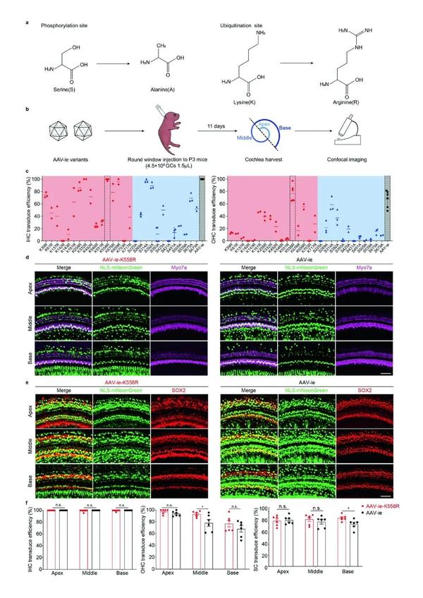 STTT | 上科大钟桂生团队与合作者开发新型AAV载体靶向耳聋基因治疗 - 知乎
