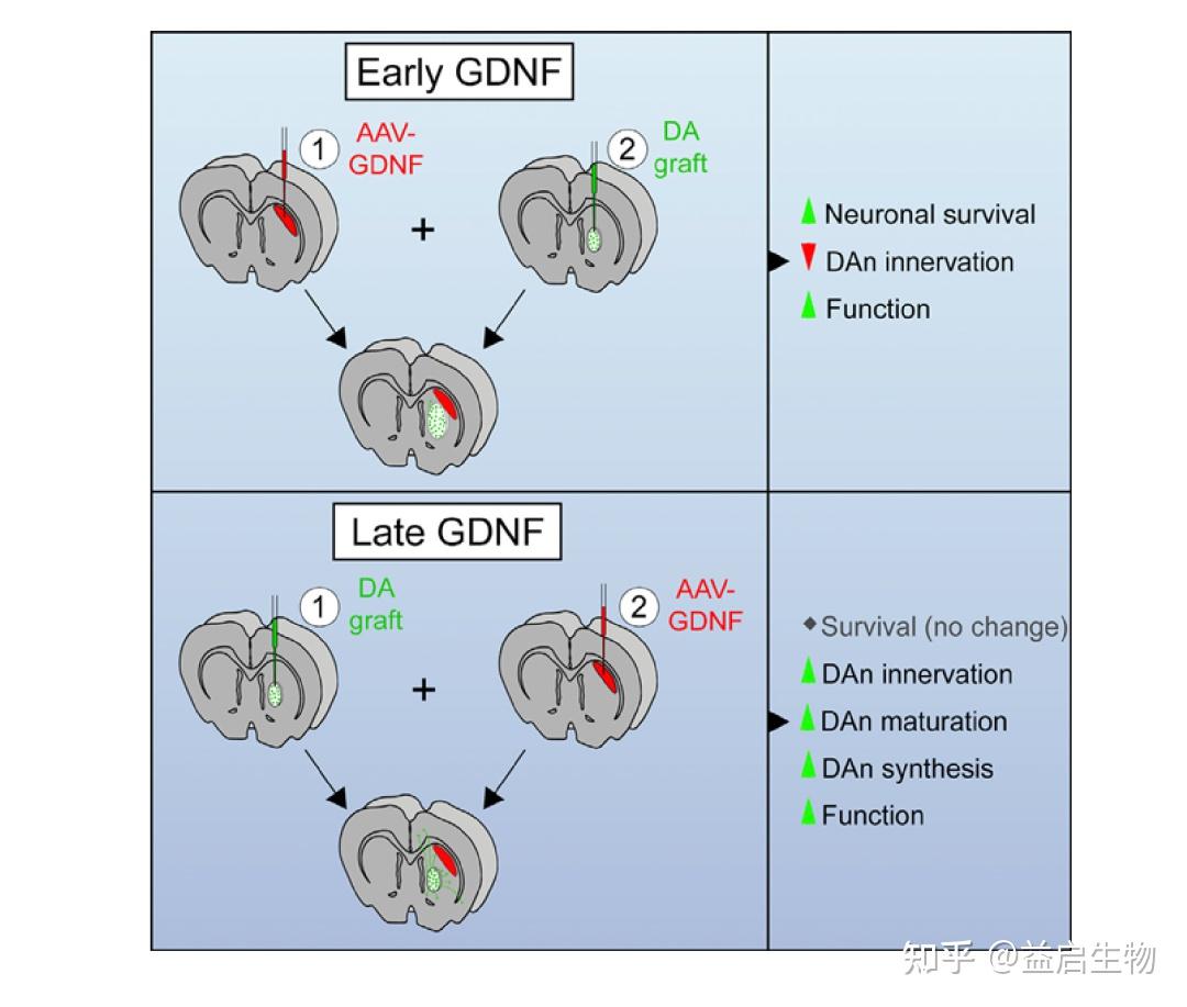 那些CNS文献追过的神经科学热门靶点 - 知乎