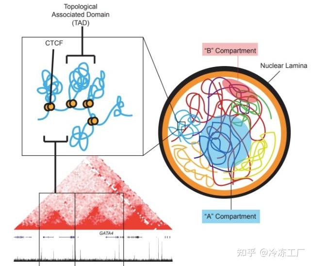 三维基因组学研究的是什么？什么是 Hi-C 技术？为什么 Hi-C 技术这么火？ - 知乎