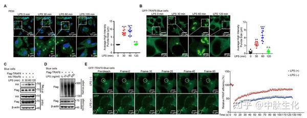 西北师范大学研究者们揭示了Sufu为靶点的治疗药物可能对脓毒症的治疗有很大帮助 - 知乎