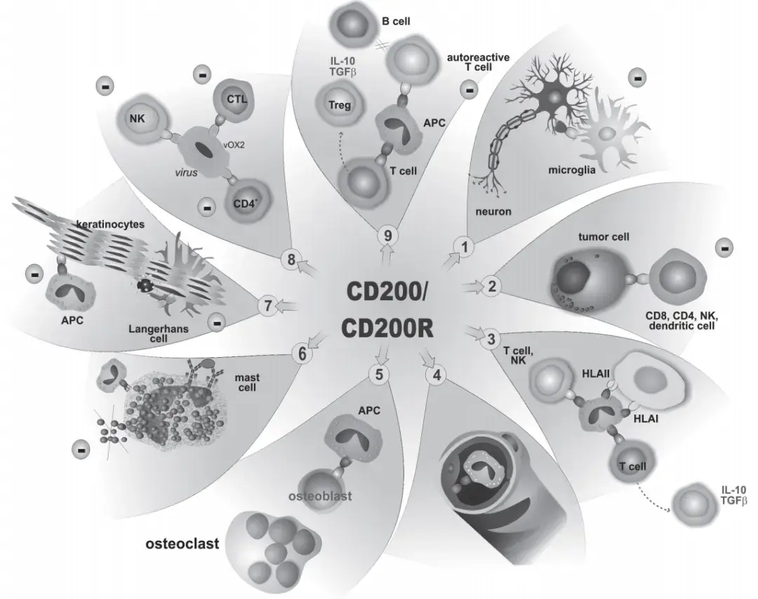 CD200/CD200R | 天然免疫调节剂，免疫治疗潜力股！ - 知乎
