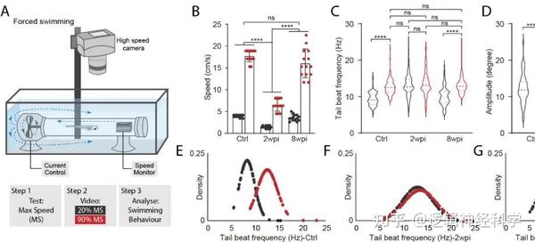 Cell Rep︱同济大学宋建人课题组揭示脊髓损伤后脊髓环路重建的新规律 - 知乎