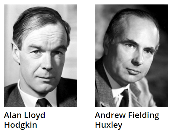 发现动作电位的发生机制——Alan Hodgkin & Andrew Huxley - 知乎