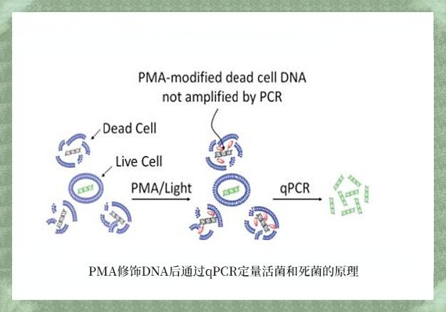 PropidiumMonoazide(PMA)的详细使用方法 - 知乎
