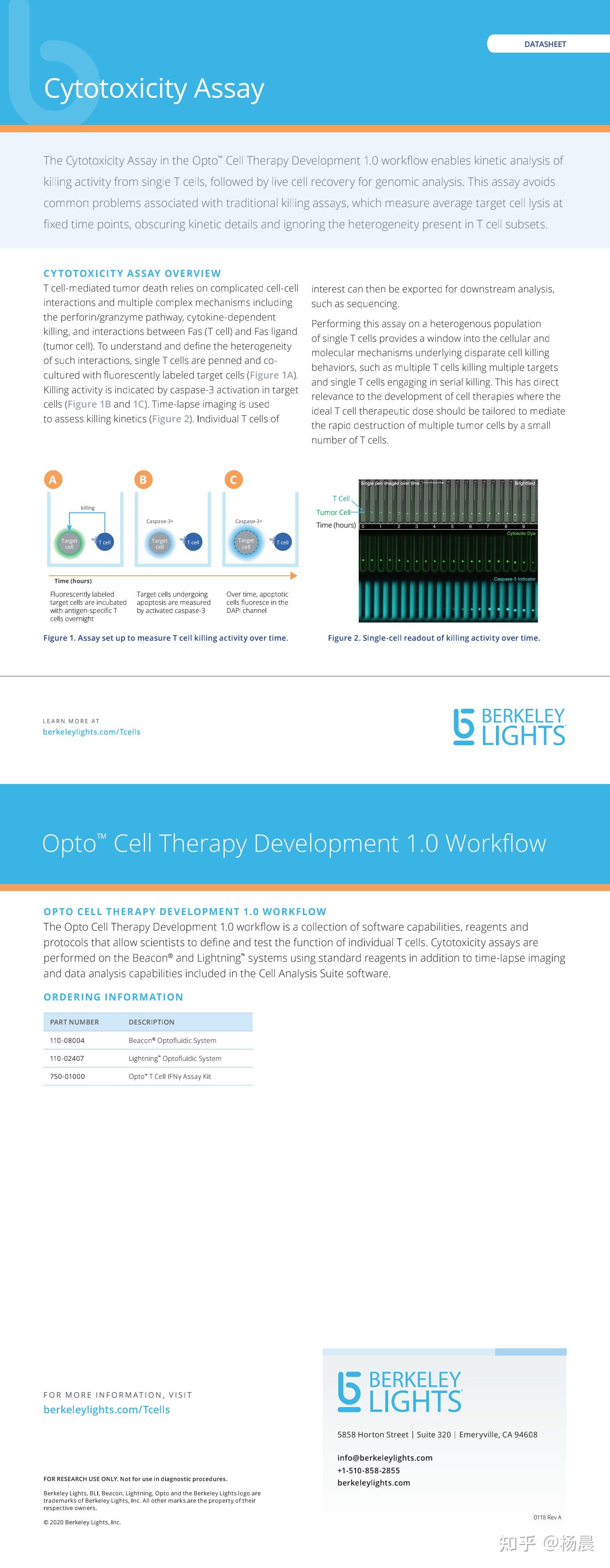 Cytotoxicity Assay - 知乎