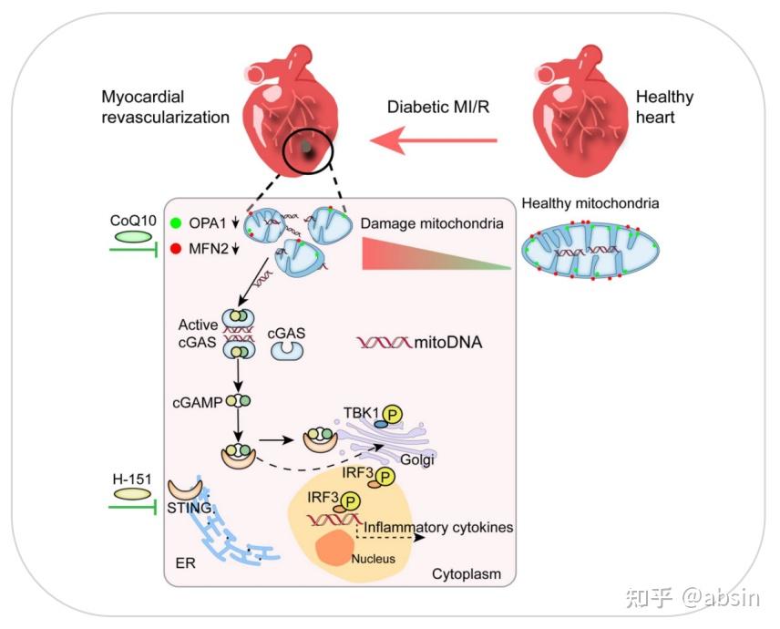 线粒体功能障碍 | ATP检测助力糖尿病心肌缺血-再灌注(MI/R)发病机制研究 - 知乎