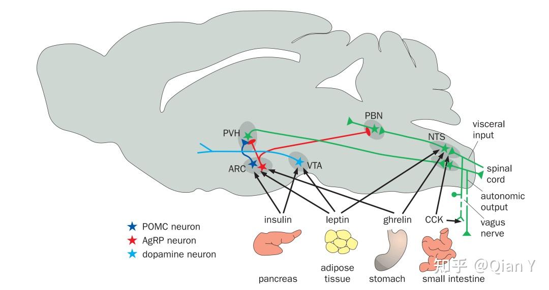 下丘脑中神经调质与神经激素的小宇宙（上） - 知乎