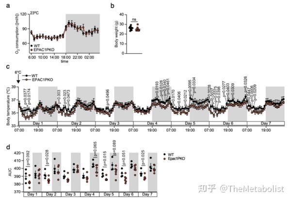 代谢学人--NCB: “热辣滚烫”的秘密：唤醒脂肪EPAC1 - 知乎