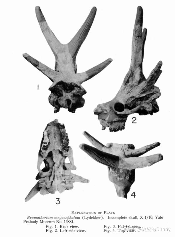 在B站看关于生物的视频时，了解到霍加狓这种短颈长颈鹿，同时还带过了一些已经灭绝的短颈长颈鹿，求科普？ - 知乎