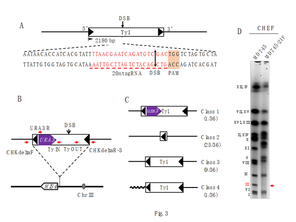 PLoS Genet︱浙江大学郑道琼/杜克大学Thomas D. Petes团队合作阐释转座子序列驱动酵母基因组变异规律 - 知乎