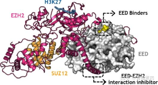 药物发现│调控PRC2：靶向EZH2-EED相互作用和EED - 知乎