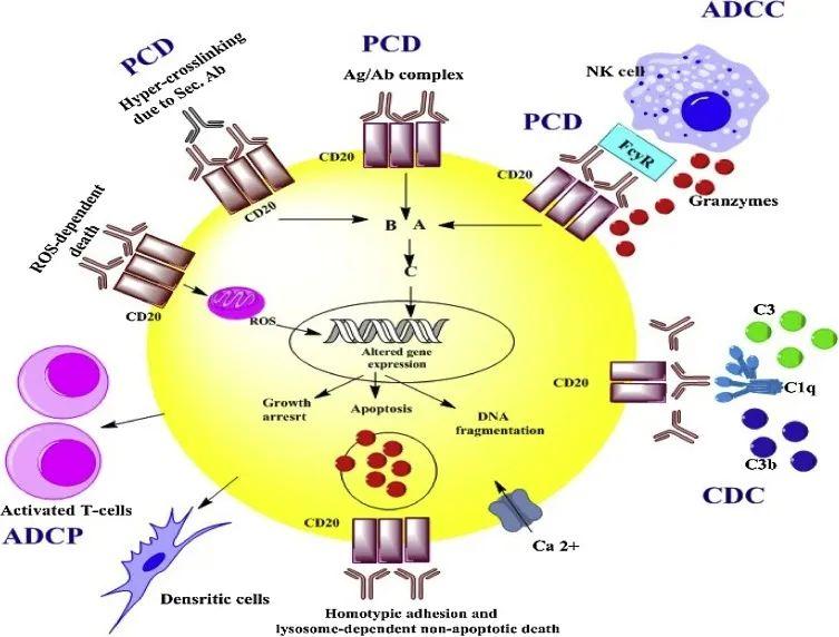 老将再掀新浪潮，CD20靶点火力全开 - 知乎
