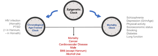热点速看 | 表观遗传时钟（甲基化年龄）：人类是否能破解衰老奥秘？ - 知乎