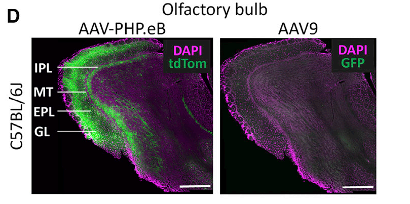 枢密增强版AAV-PHP.eB ! - 知乎