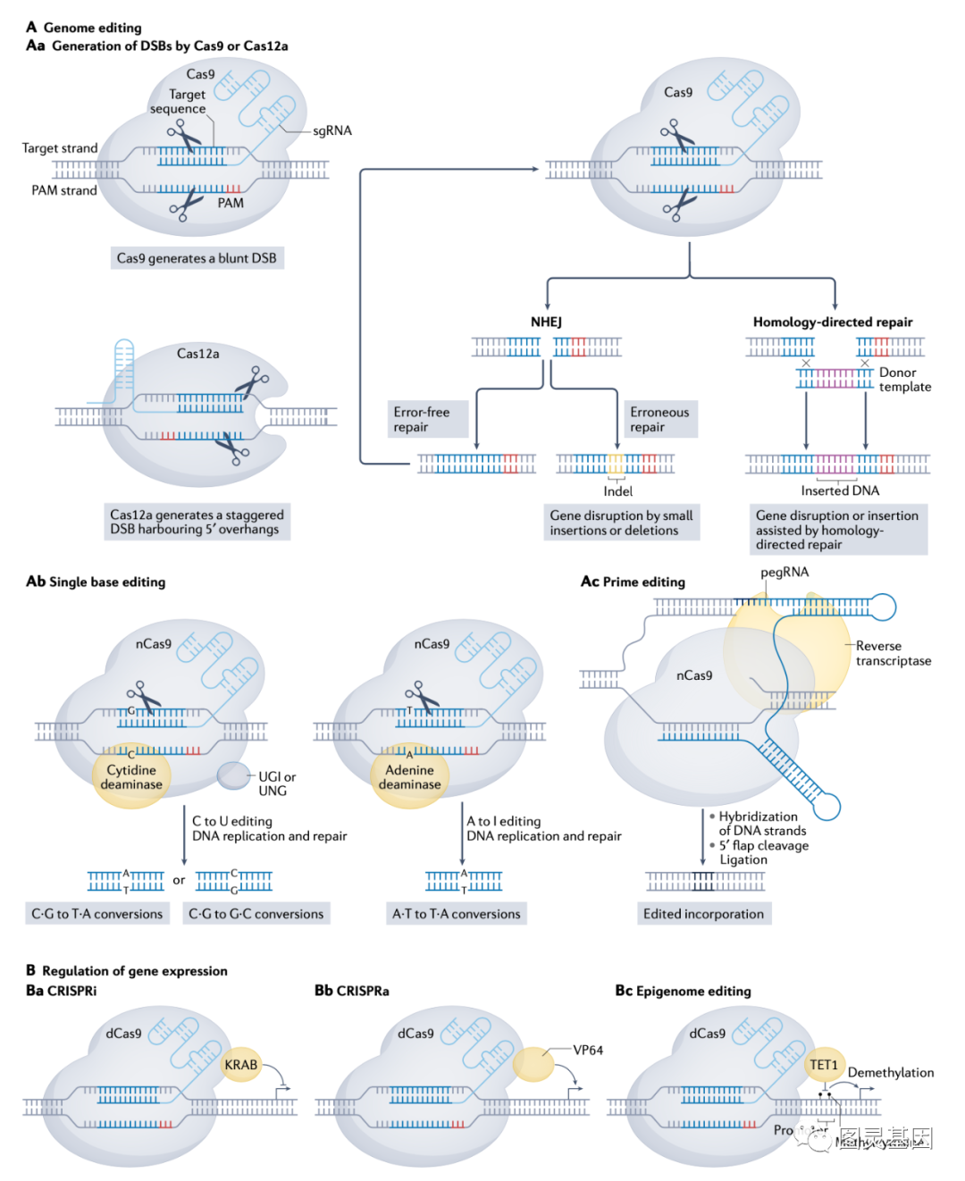 Nat Rev | CRISPR-Cas筛选革新DNA修复研究和癌症治疗 - 知乎