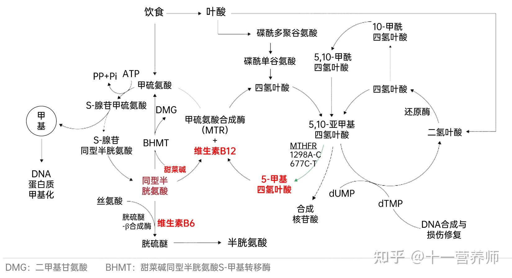 同型半胱酸偏高（Hcy）如何快速降低？ - 知乎