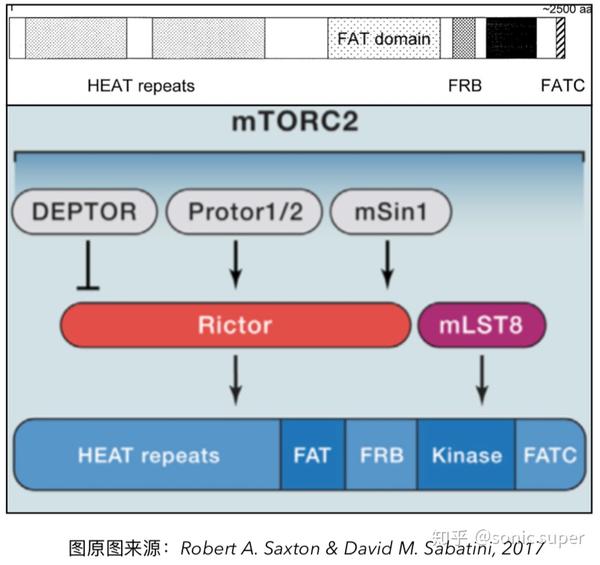 mTOR：一统抗衰老江湖的生长营养调节中枢 - 知乎