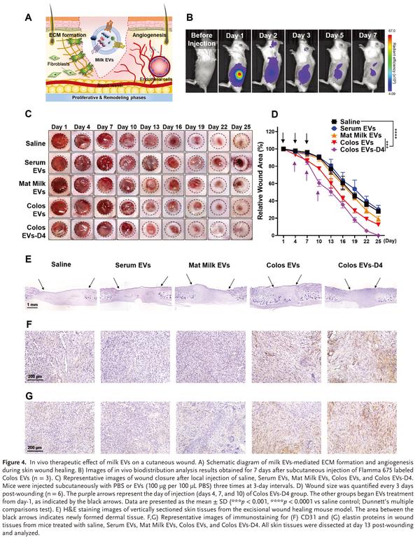 RayBio助力科研机构开发促皮肤伤口愈合新材料|Advanced Healthcare Materials（IF:11.092） - 知乎
