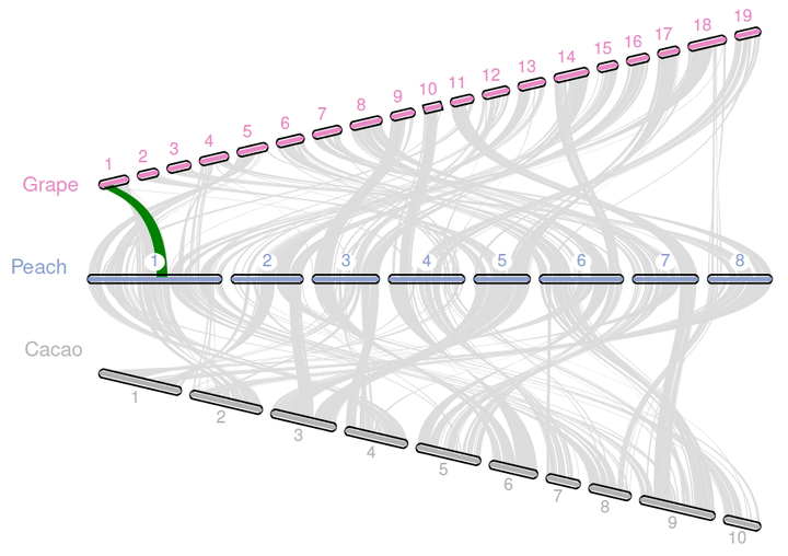 MCScanX鉴定基因共线性区间 - 知乎