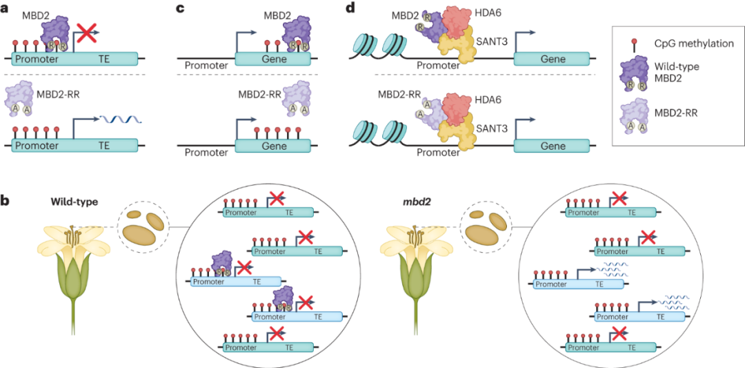 Nature Plants | Steven Jacobsen团队揭示植物MBD2蛋白在精细胞形成过程中维持转座子沉默的新机制 - 知乎